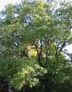 fraxinus_excelsior